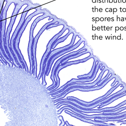 Mushroom Under Microscope Labeled