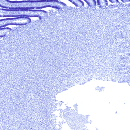 Coprinus Mushroom Cell