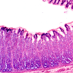 Stomach Microscope Slide