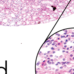 Frog Kidney Histology