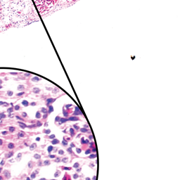 frog kidney under microscope