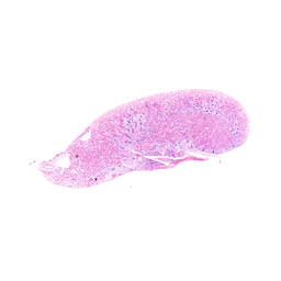 frog kidney under microscope