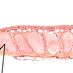 Frog Skin Microscope