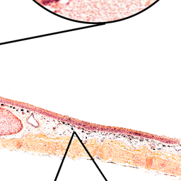 Frog Skin Microscope