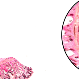 frog pancreas under microscope