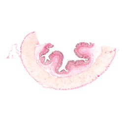 frog pancreas under microscope