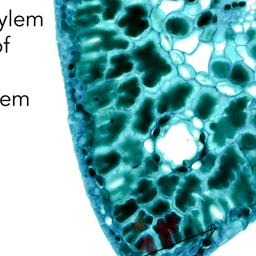 pinus leaf under microscope