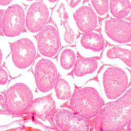 Testis Microscope Slide
