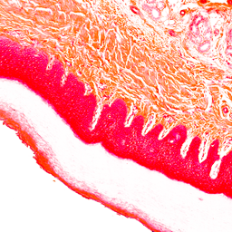 foot under microscope